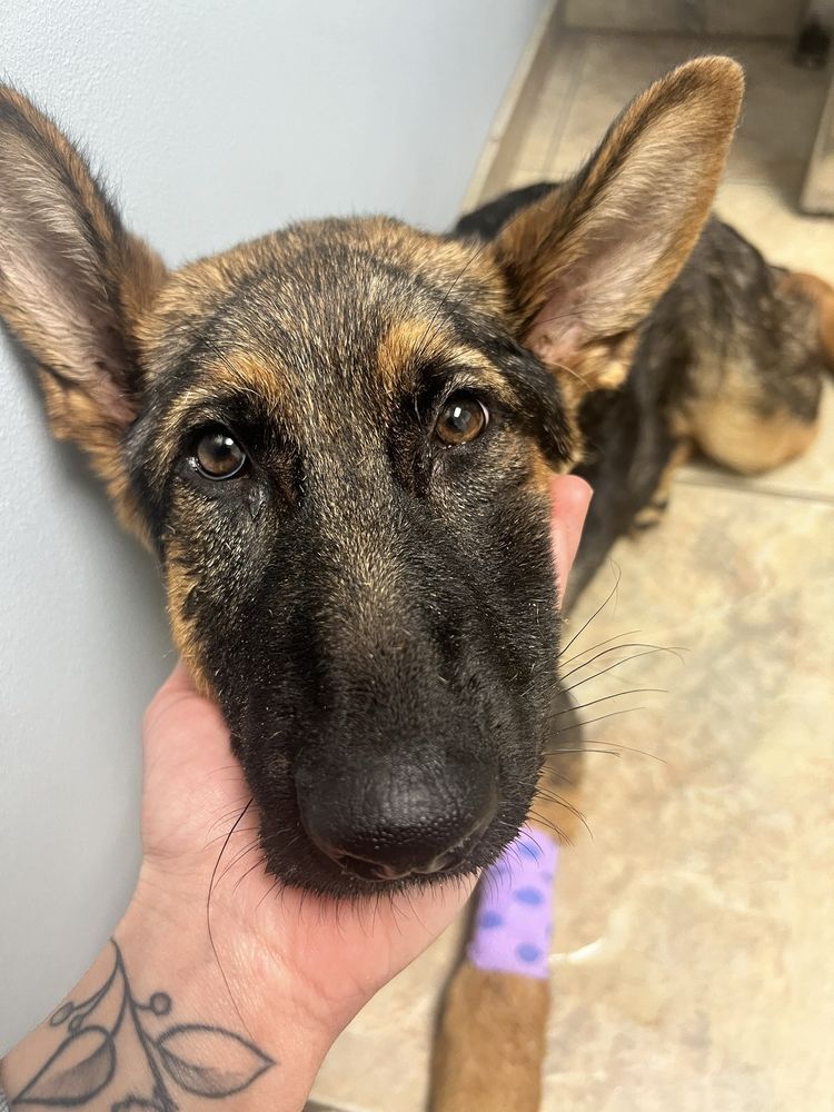 ORANGE VETERINARY HOSPITAL - Updated November 2025 - 13 Photos & 20 ...