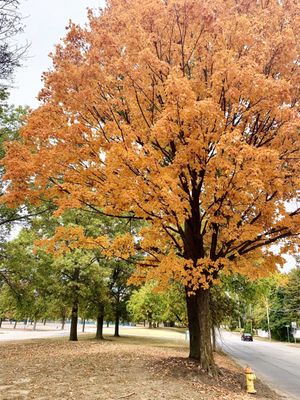 ST. LOUIS COMMUNITY COLLEGE MERAMEC CAMPUS - Updated December 2025 - 13 ...