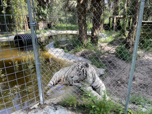 KOWIACHOBEE ANIMAL PRESERVE - Updated April 2025 - 70 Photos & 10 Reviews - 2861 4th Ave SE ...