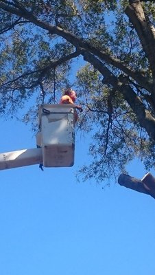 AAA UNION TREE SERVICE & STUMP REMOVAL - Updated June 2025 - 32 Photos ...