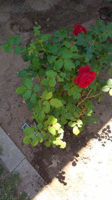 RAINSOFT WATER TREATMENT & WATER SOFTENERS - Updated January 2026 - 62 ...