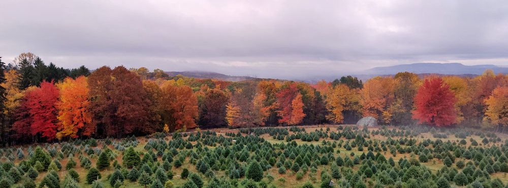 EVERGREEN TREE FARM - Updated January 2025 - 187 Matthew St, Waterbury ...