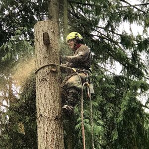 TREE133 - Updated January 2025 - 14 Photos & 27 Reviews - 12408 17th ...