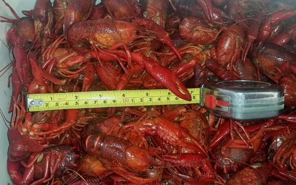 KYLE LEBLANC CRAWFISH FARMS - Updated May 2024 - Yelp