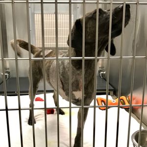 CONNECTICUT HUMANE SOCIETY - 93 Photos & 31 Reviews - Animal Shelters ...