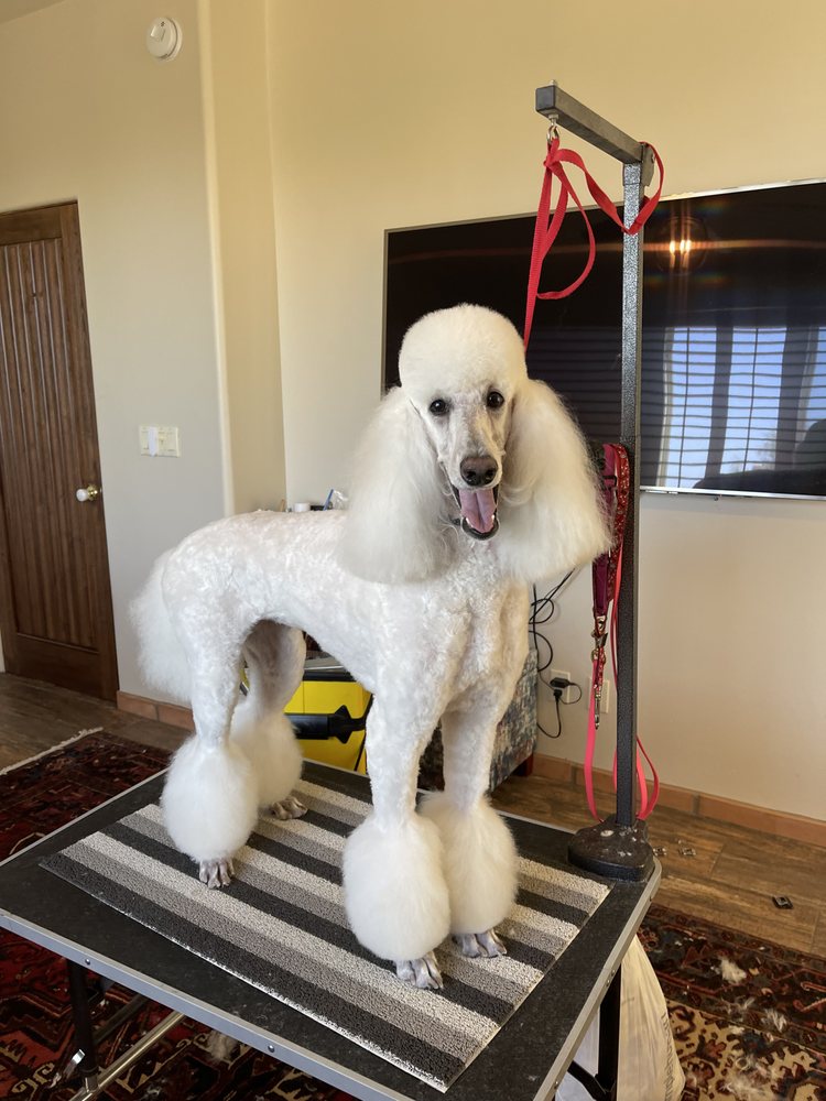 POOCH PARLOR - Updated March 2026 - 35 Photos - 28212 N Tatum Blv, Cave ...