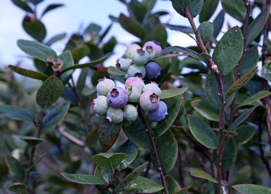BLUEBERRY BUNCH FARM - TEMP. CLOSED - Updated July 2025 - 98 Photos ...