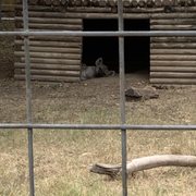 ANIMAL WORLD & SNAKE FARM - 644 Photos & 264 Reviews - 5640 Ih 35 S ...