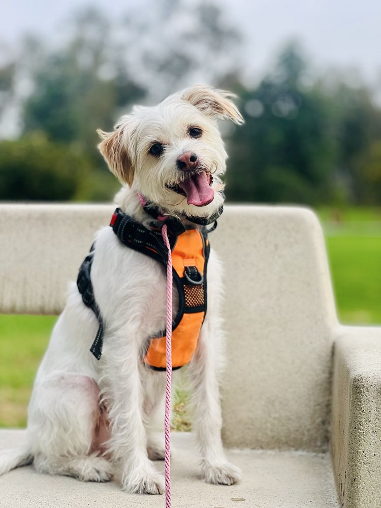 BOUNDLESS K9 TRAINING - Updated November 2025 - 20 Photos - Lake Forest, California - Pet ...