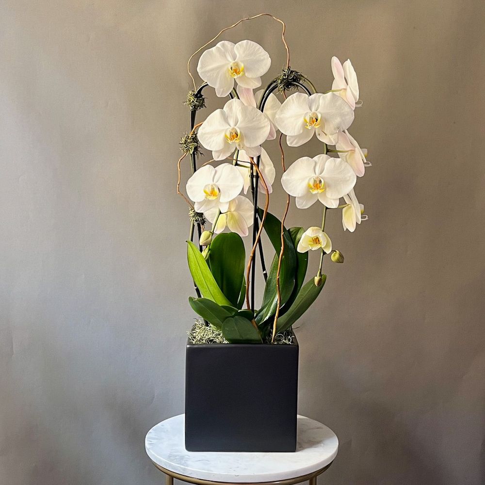 NILA’S FLOWERS - Updated June 2025 - 45 Photos & 20 Reviews - 6636 ...