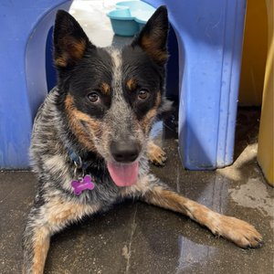 KEVIN THE DOG TRAINER - Updated July 2024 - 14 Reviews - 10810 Palms ...