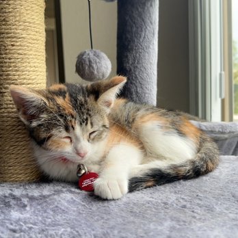 HUMANE SOCIETY OF BOULDER VALLEY - Updated December 2025 - 41 Photos ...