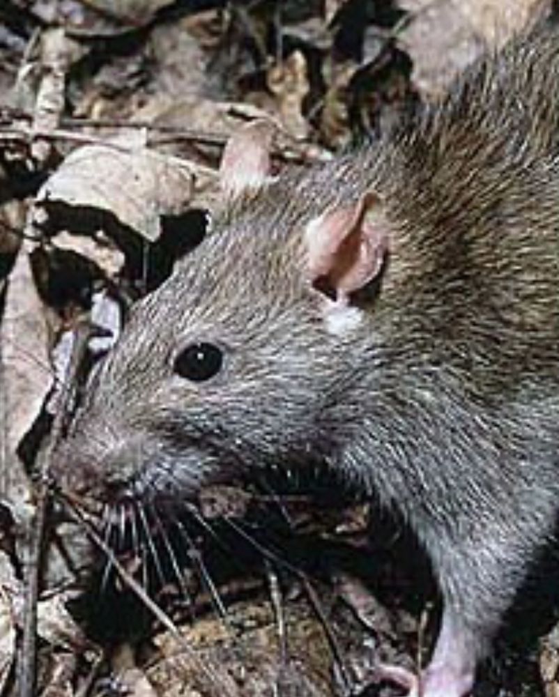 MANHATTAN PEST CONTROL AND TERMITE - Request a Quote - 53 E 4th St, New ...