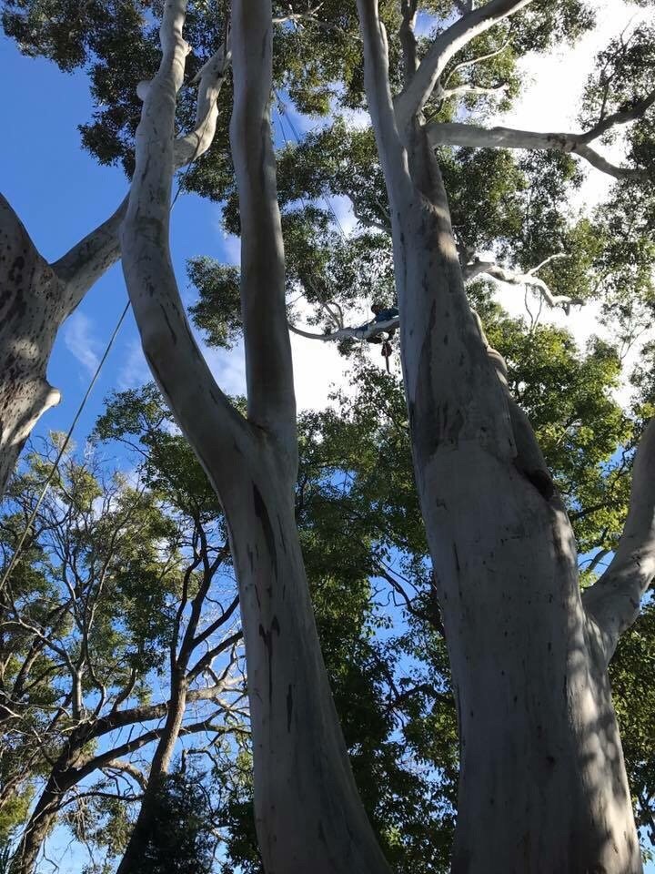 URBAN TREE SOLUTIONS - Updated September 2024 - Mount Hutton New South ...