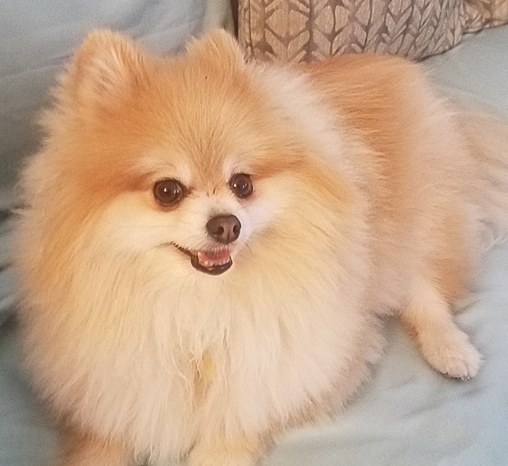 GREEN ACRES PET RANCH - Updated July 2025 - 40 Photos - 100 Taylor ...