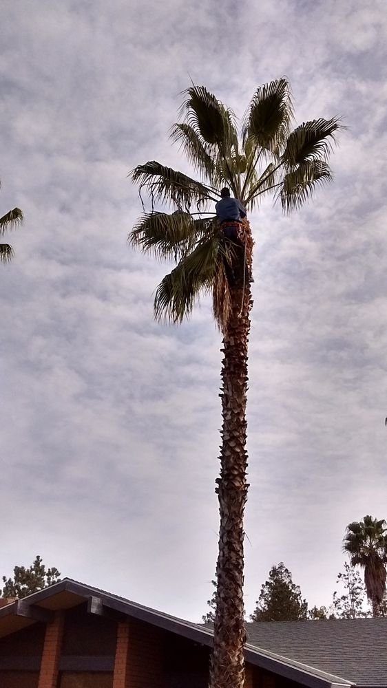 EDWARD TREE SERVICE - 14 Photos - Fresno, CA - Yelp