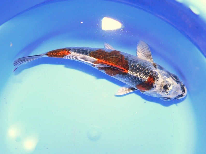 CENTRAL VALLEY KOI - Updated December 2025 - 14 Reviews - 520 W Main ...