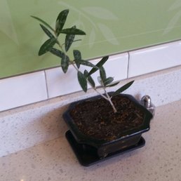 OLIVE TREE GREEK GRILL - Updated September 2025 - 129 Photos & 273 ...