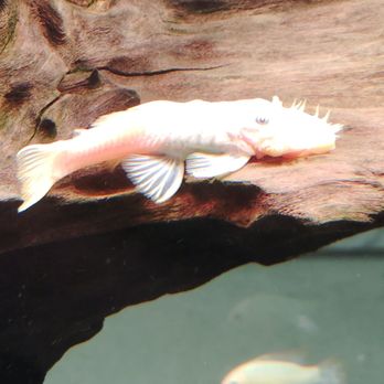 STRICTLY REEF - Updated December 2025 - 122 Photos & 68 Reviews - 907 W ...