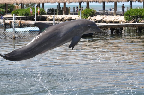 DOLPHIN RESEARCH CENTER - 246 Photos & 157 Reviews - 58901 Overseas Hwy ...