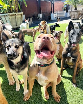 WEST LA DOGS- BIG DOG BUILDING - Updated January 2026 - 224 Photos ...