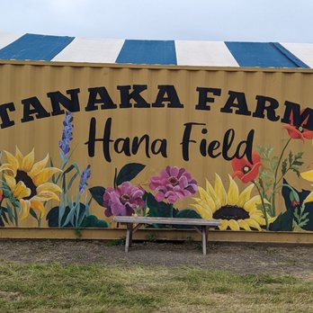 HANA FIELD BY TANAKA FARMS - Updated May 2024 - 367 Photos & 153 ...