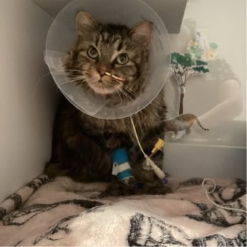 RED RIVER ANIMAL EMERGENCY HOSPITAL AND REFERRAL CENTER - Updated ...