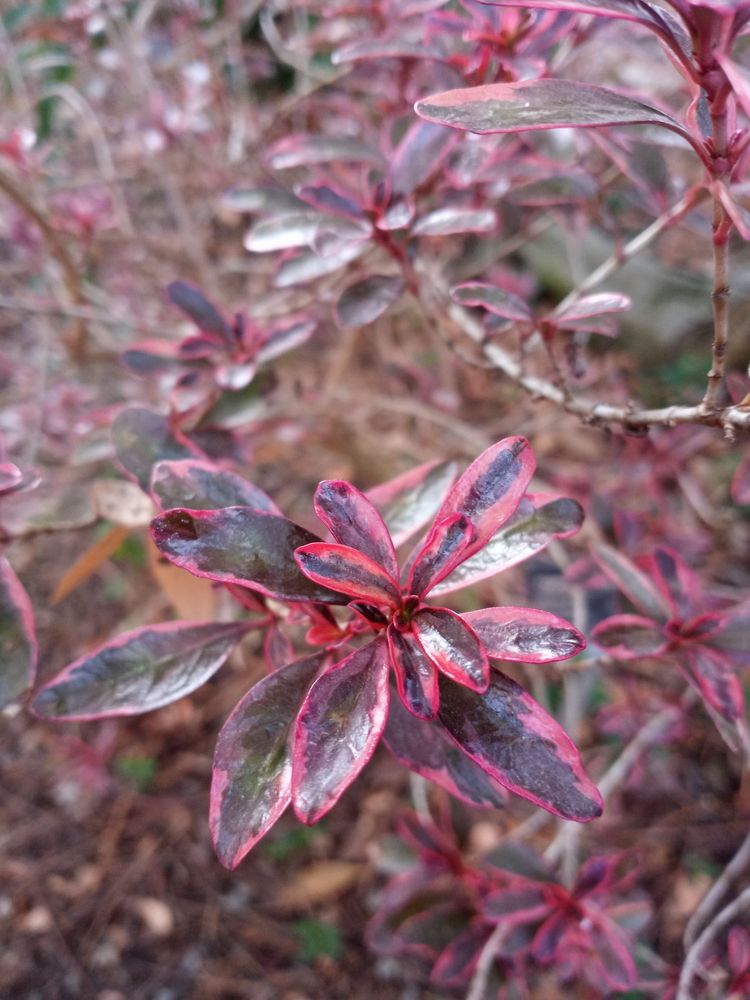 UNIVERSITY ARBORETUM - Updated December 2025 - 52 Photos - 6000 J St ...