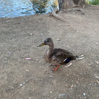 VASONA LAKE COUNTY PARK - Updated May 2025 - 1287 Photos & 442 Reviews ...