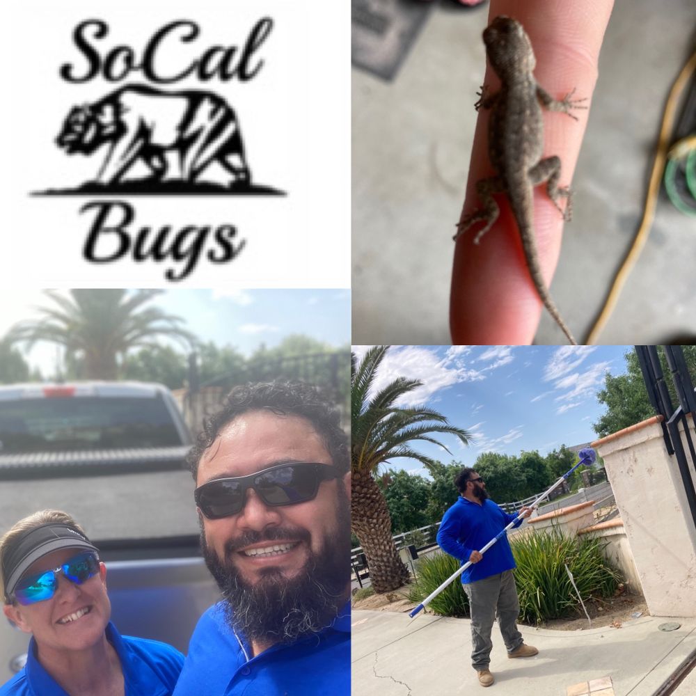 SOCAL BUGS - Updated July 2025 - 19 Photos & 17 Reviews - Temecula ...