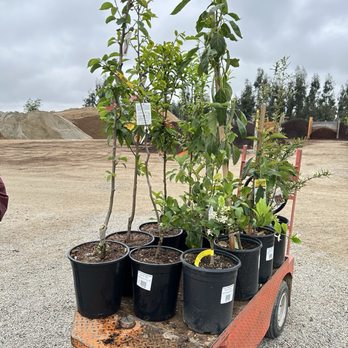 CHERRY VALLEY NURSERY & LANDSCAPE SUPPLY - Updated May 2025 - 136 ...