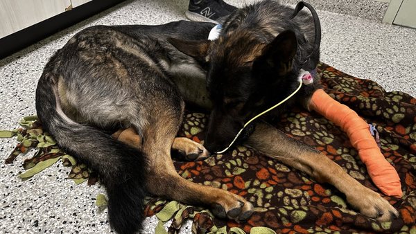 CAVAN HILLS VETERINARY SERVICES - Updated January 2026 - 10 Photos & 23 ...