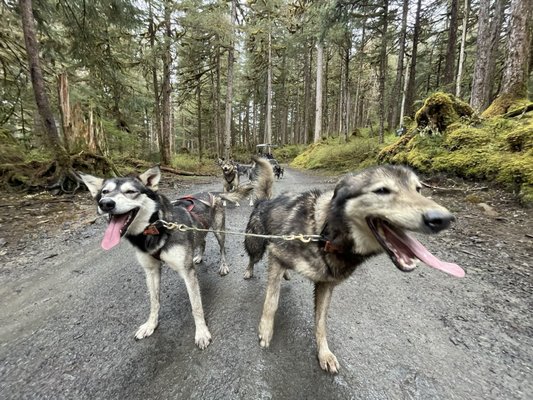 ALASKA SLED DOGS & MUSHER’S CAMP - Updated July 2024 - 134 Photos & 39 ...