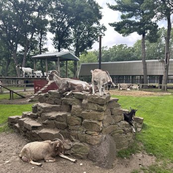 WISCONSIN DEER PARK - Updated August 2025 - 272 Photos & 141 Reviews ...