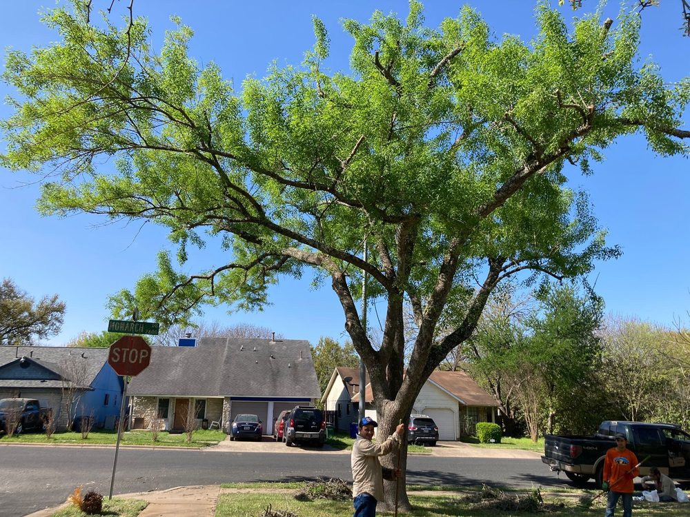 DOUGLAS TREE SERVICE - Updated November 2024 - 24 Photos - Austin ...