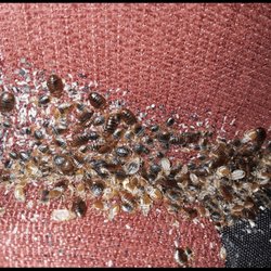 AP PEST CONTROL - 52 Photos & 39 Reviews - 2514 Champa St, Denver ...