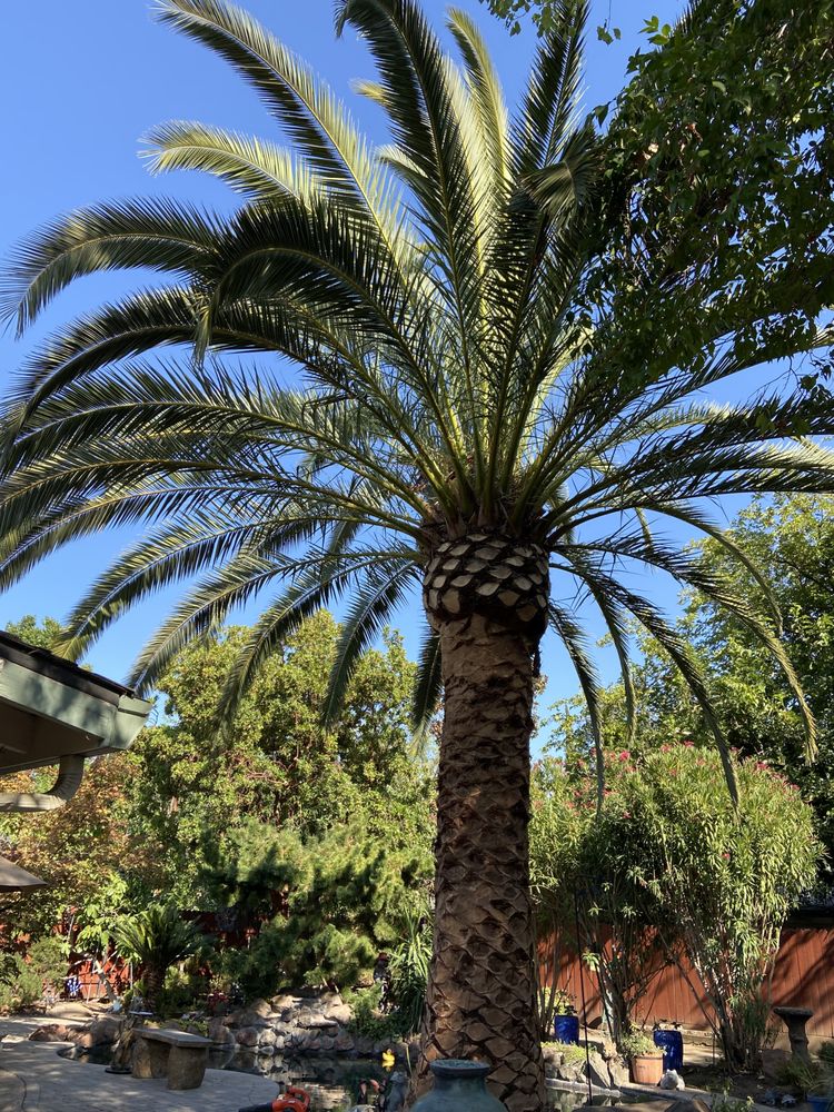 A-1 PRESTIGE TREE SERVICE - Updated October 2025 - 33 Photos & 21 Reviews - Roseville ...