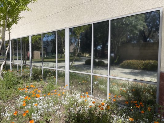 PROFESSIONAL WINDOW TINTING - Updated July 2025 - 411 Photos & 179 ...