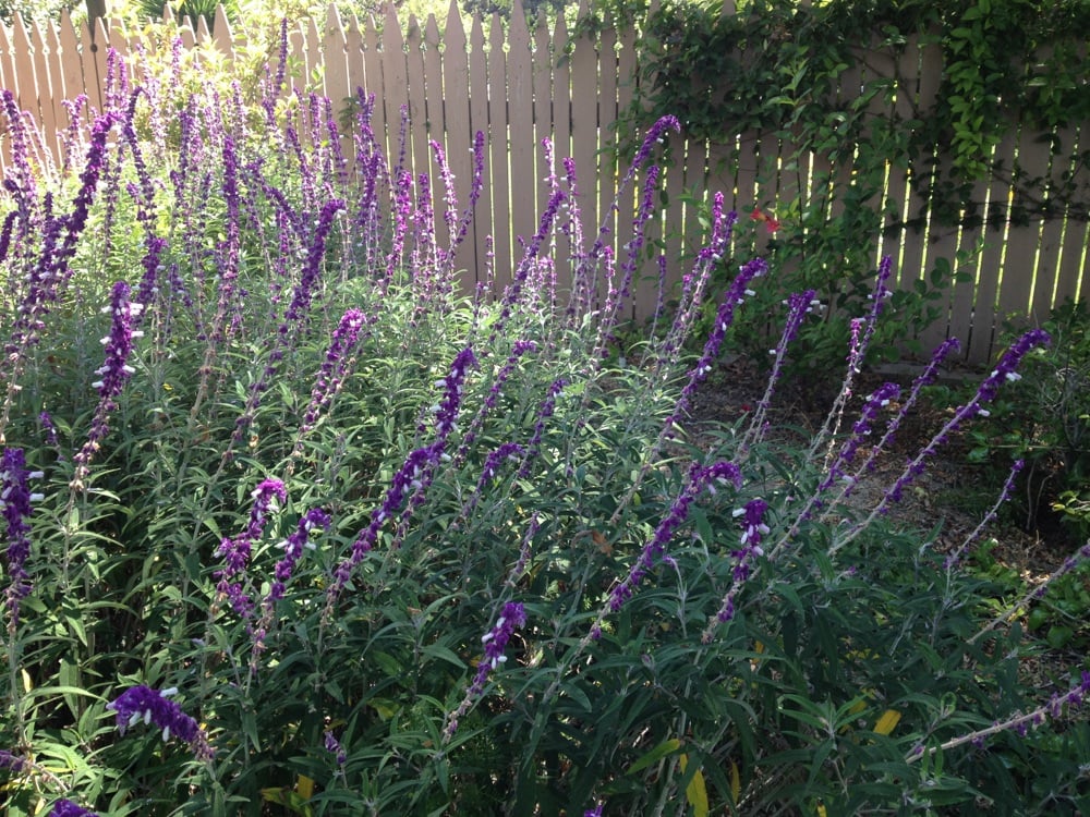 SOUTHWESTERN COLLEGE - Updated January 2026 - 900 Otay Lakes Rd, Chula ...