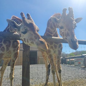 HOVATTERS WILDLIFE ZOO - Updated September 2025 - 96 Photos & 27 ...