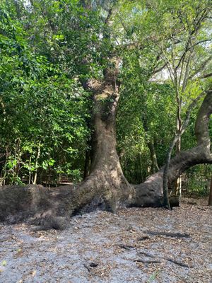 TREE TOPS PARK - Updated November 2024 - 745 Photos & 122 Reviews ...