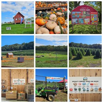 GAVER TREE FARM & PUMPKIN PATCH - Updated October 2025 - 283 Photos ...