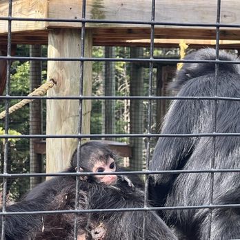 BRIGHT’S ZOO - Updated July 2024 - 65 Photos & 29 Reviews - 3425 Hwy 11 ...