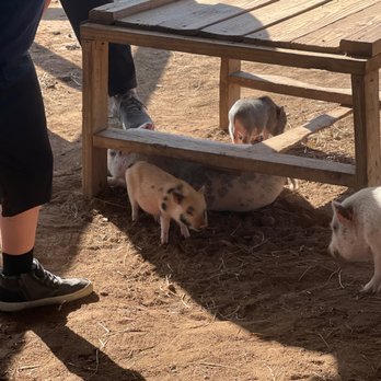 BAYOU WILDLIFE ZOO - Updated January 2026 - 349 Photos & 155 Reviews ...