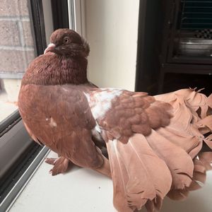 VCA CANADA CENTRAL VICTORIA VETERINARY HOSPITAL - Updated December 2025 ...