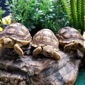 DIG IT PET - Pet Stores - 15071 Keswick St, Van Nuys, CA - Phone Number ...