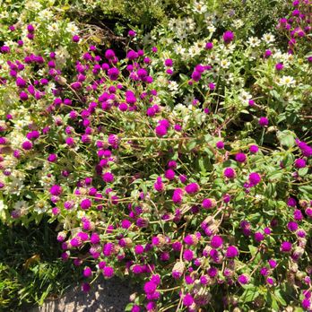 FORT WORTH BOTANIC GARDEN - 2028 Photos & 332 Reviews - 3220 Botanic ...