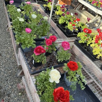 ALDEN LANE NURSERY - Updated December 2025 - 430 Photos & 235 Reviews ...