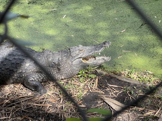 CROC ENCOUNTERS - 247 Photos & 125 Reviews - 8703 Bowles Rd, Tampa ...