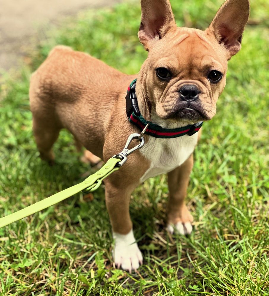 AHIMSA DOG TRAINING - Updated January 2026 - 57 Photos & 212 Reviews ...